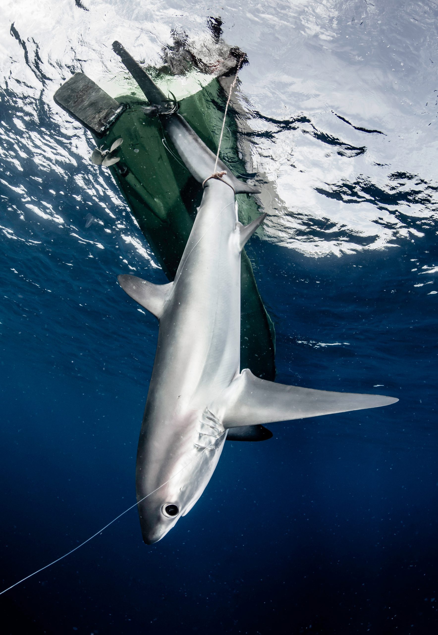 In search of solutions: Protecting both thresher sharks and coastal ...