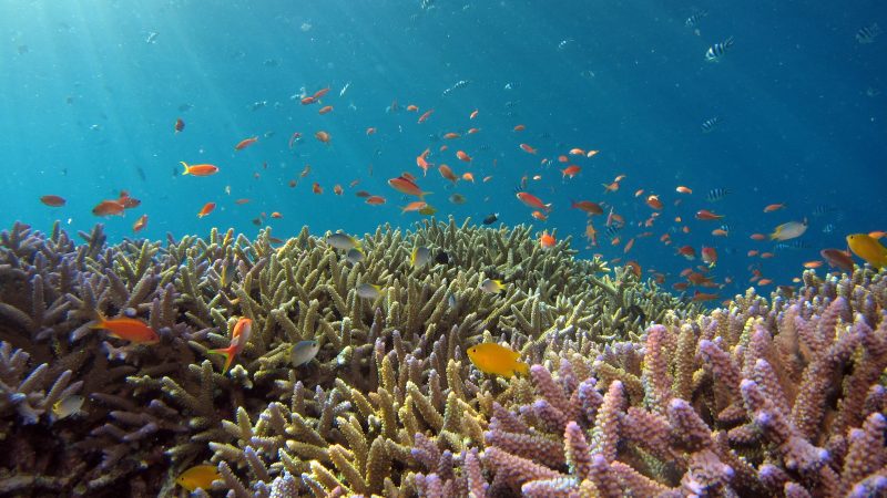 NASA asks gamers to map coral reefs with NeMO-Net - Oceanographic