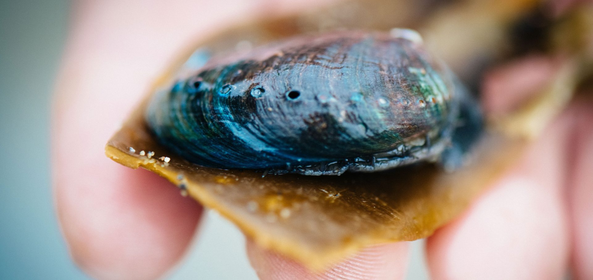Fires and mud: A race to save the black abalone - Oceanographic