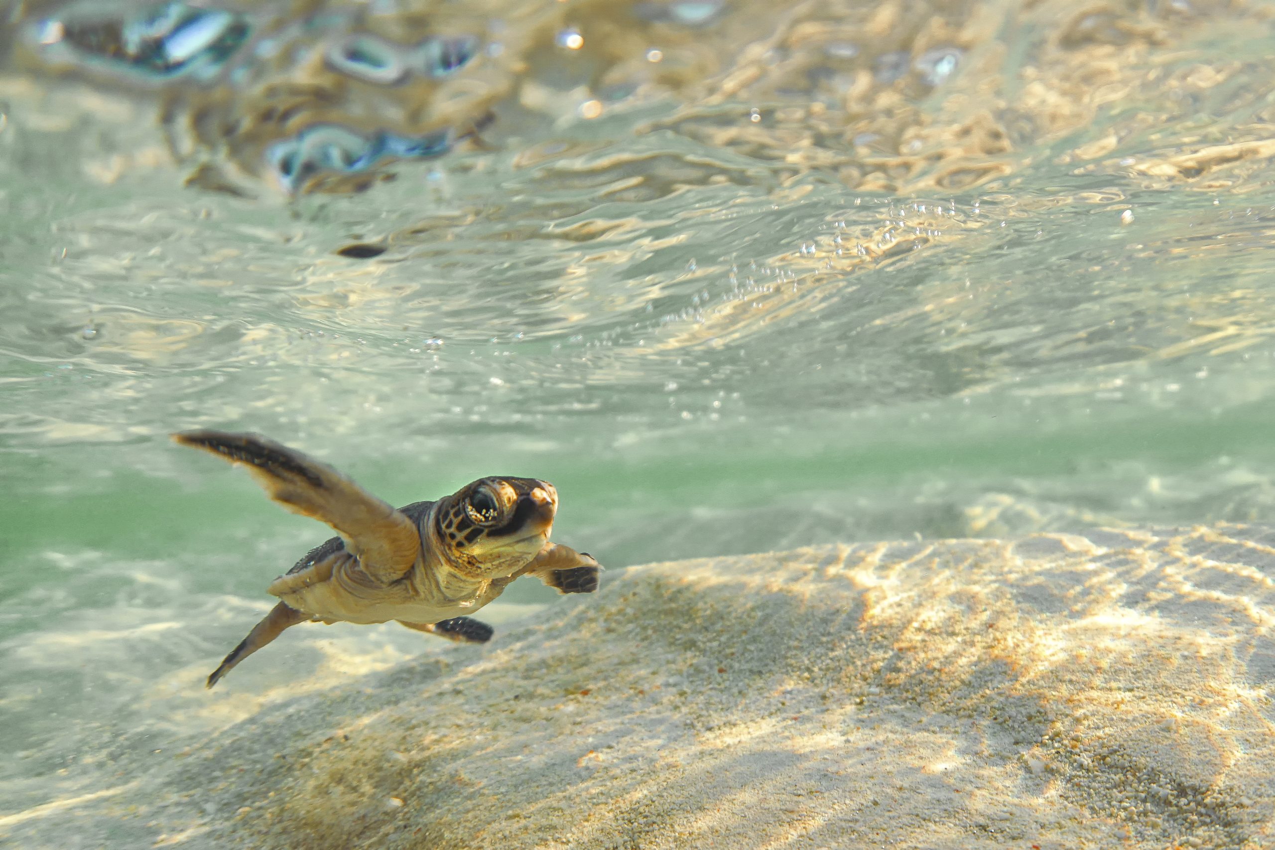 Francesca Page: Ocean art meets photography - Oceanographic