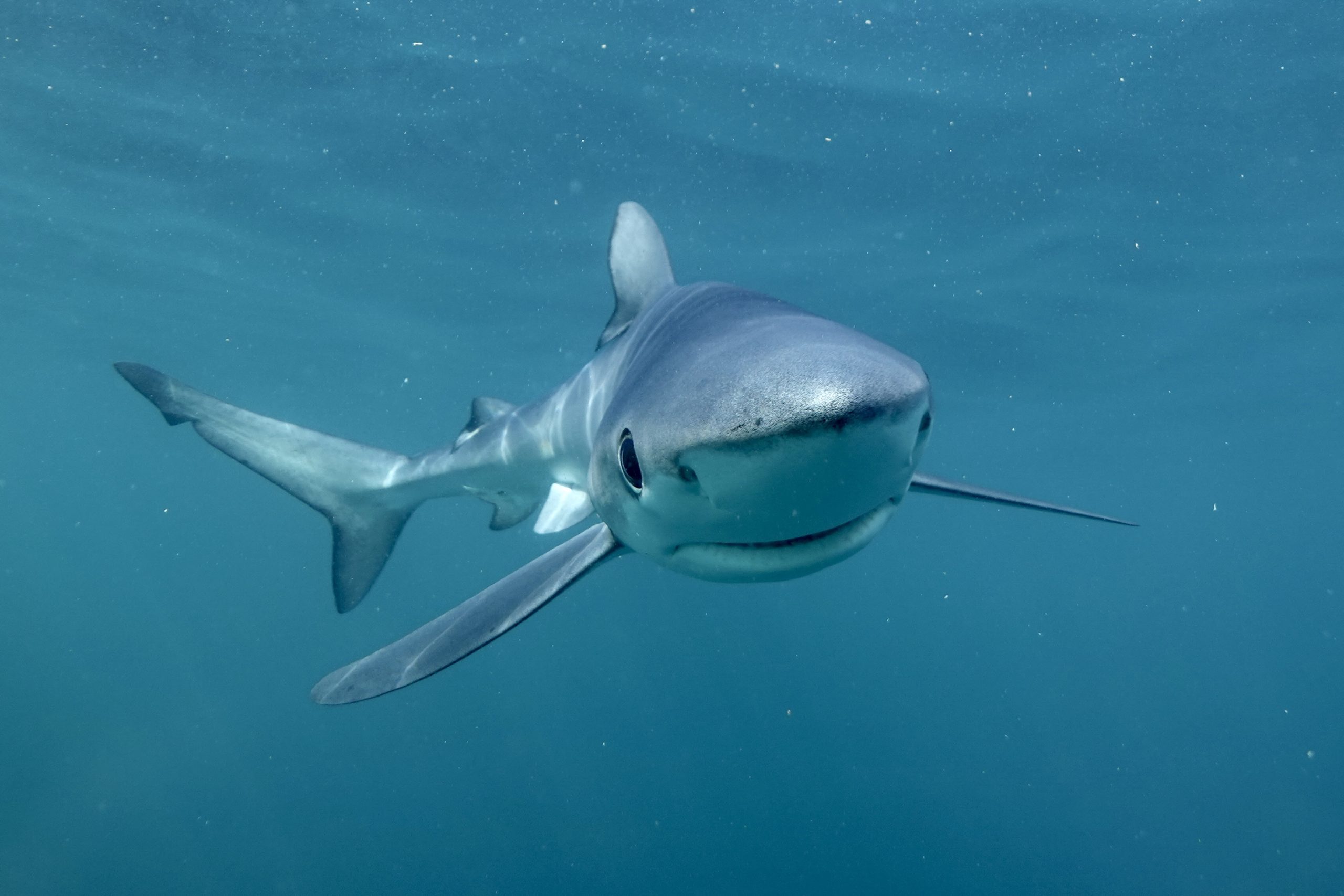 Researching blue sharks in the Celtic Deep in Wales