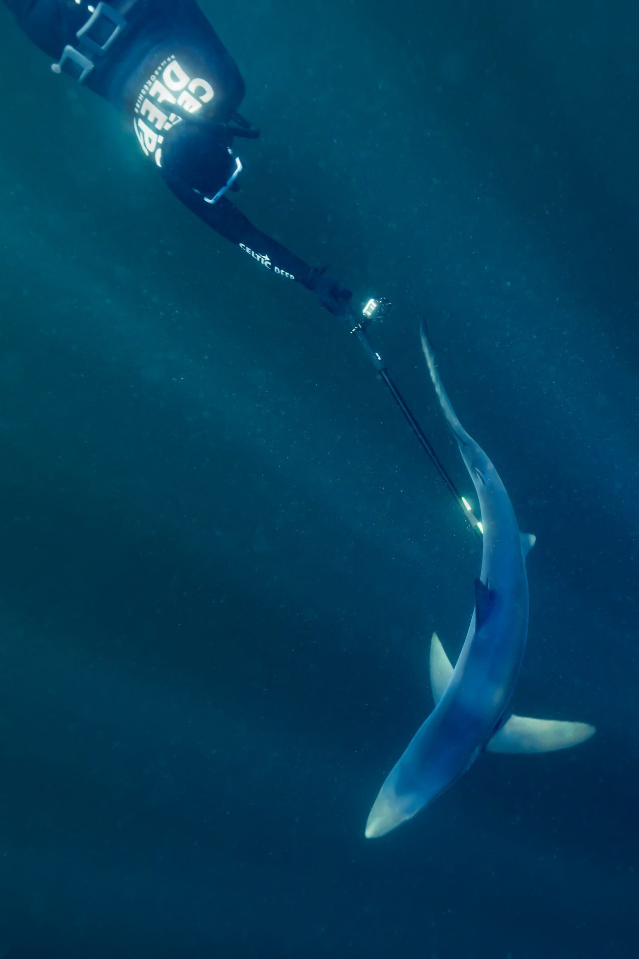 Researching blue sharks in the Celtic Deep in Wales