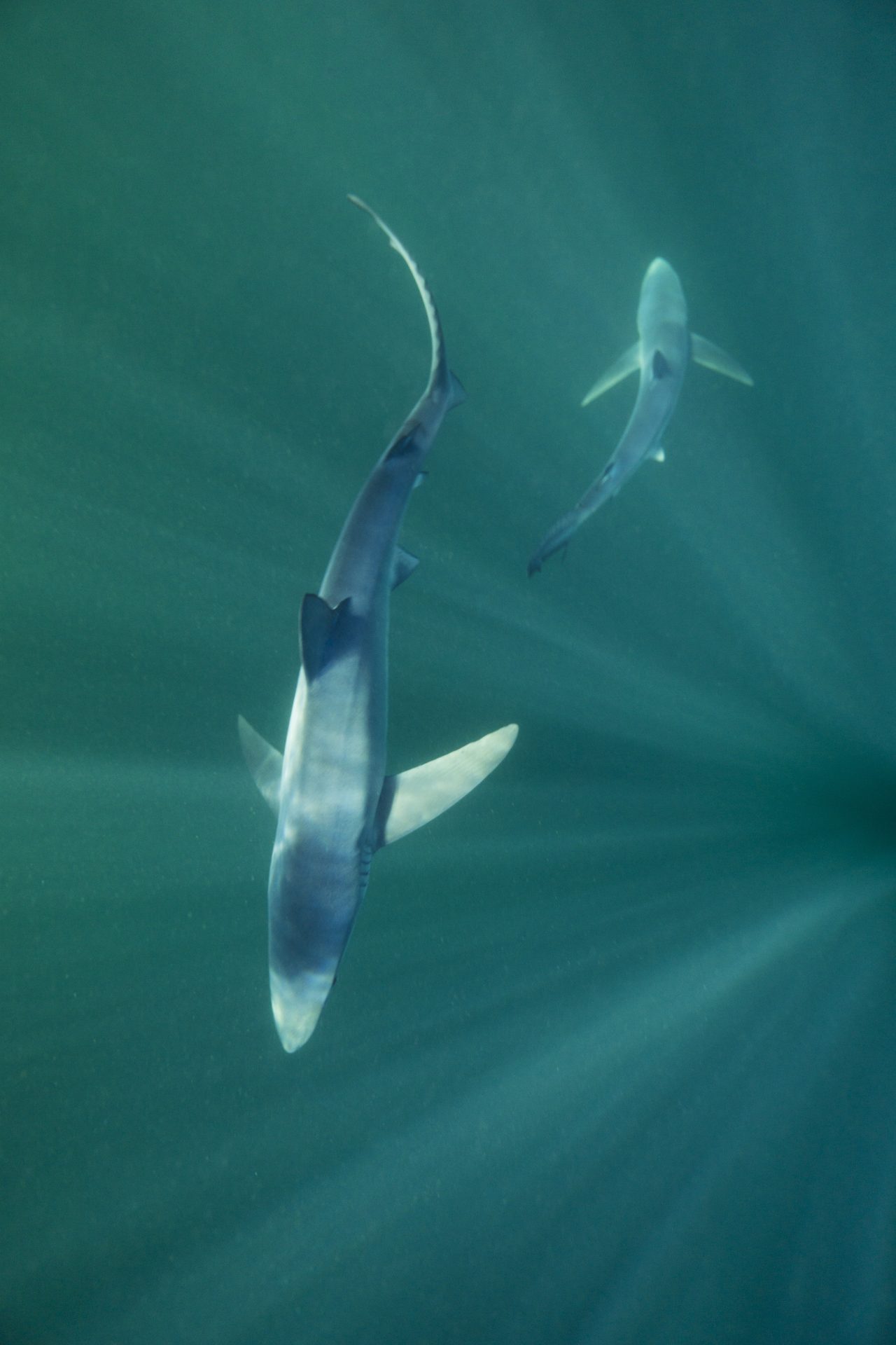 Researching blue sharks in the Celtic Deep in Wales
