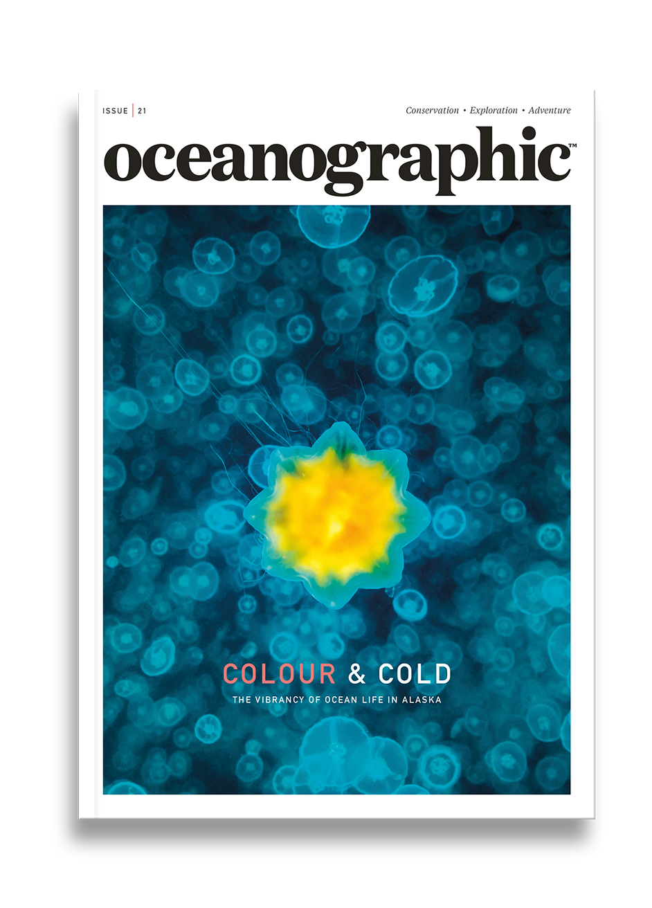 Cuttlefish aggregation: Nature's great event - Oceanographic