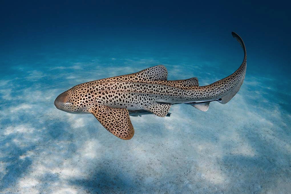Photographing the elusive leopard shark