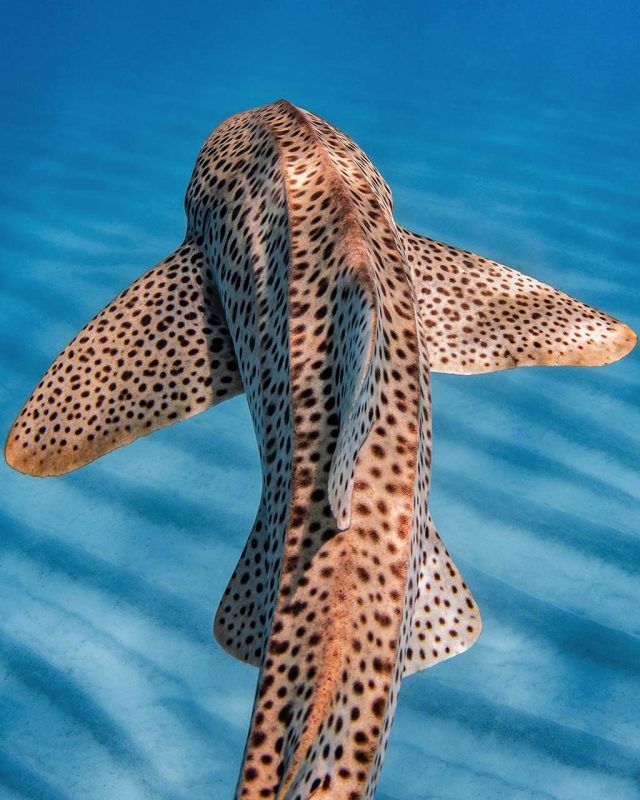 Photographing the elusive leopard shark