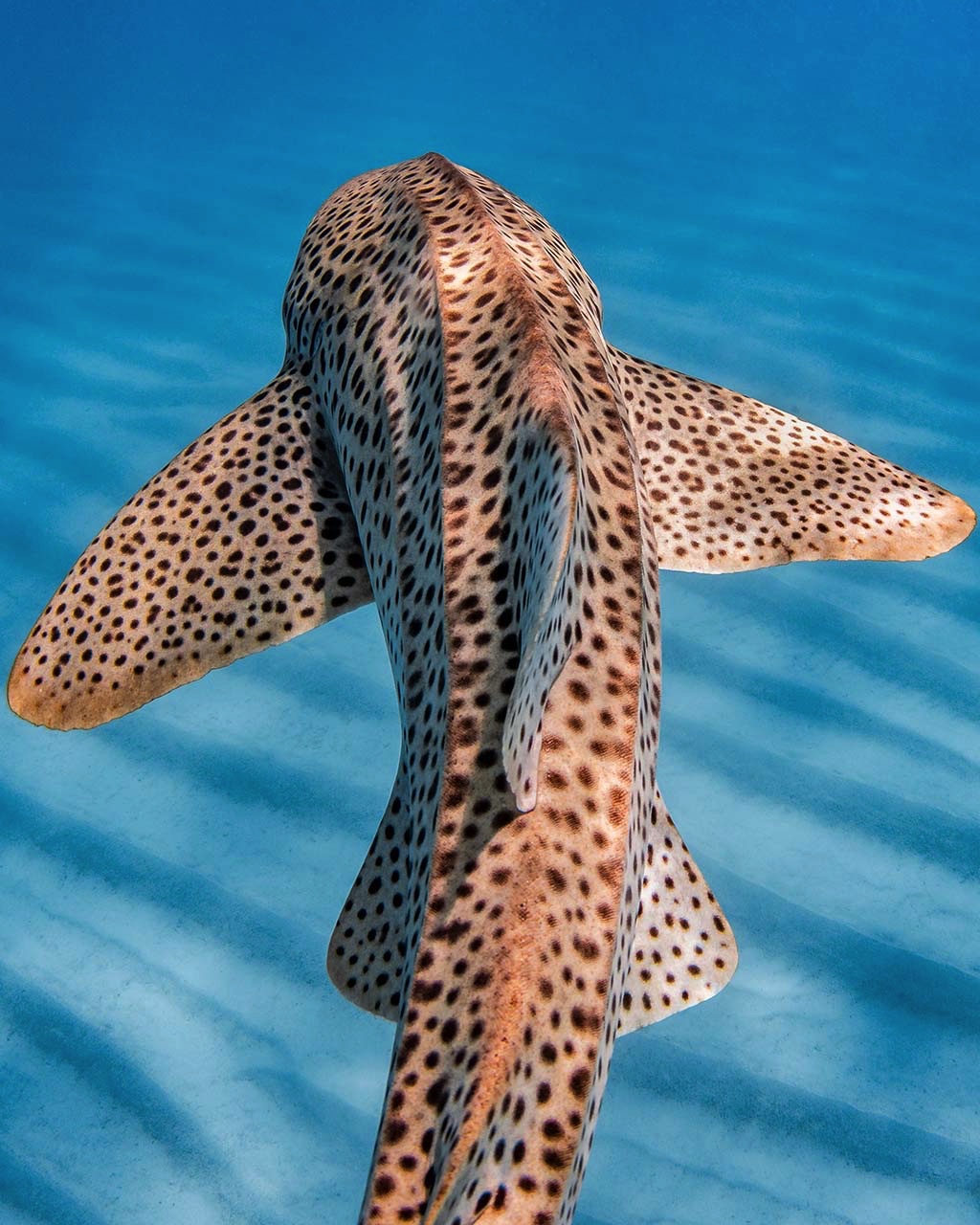 Photographing the elusive leopard shark