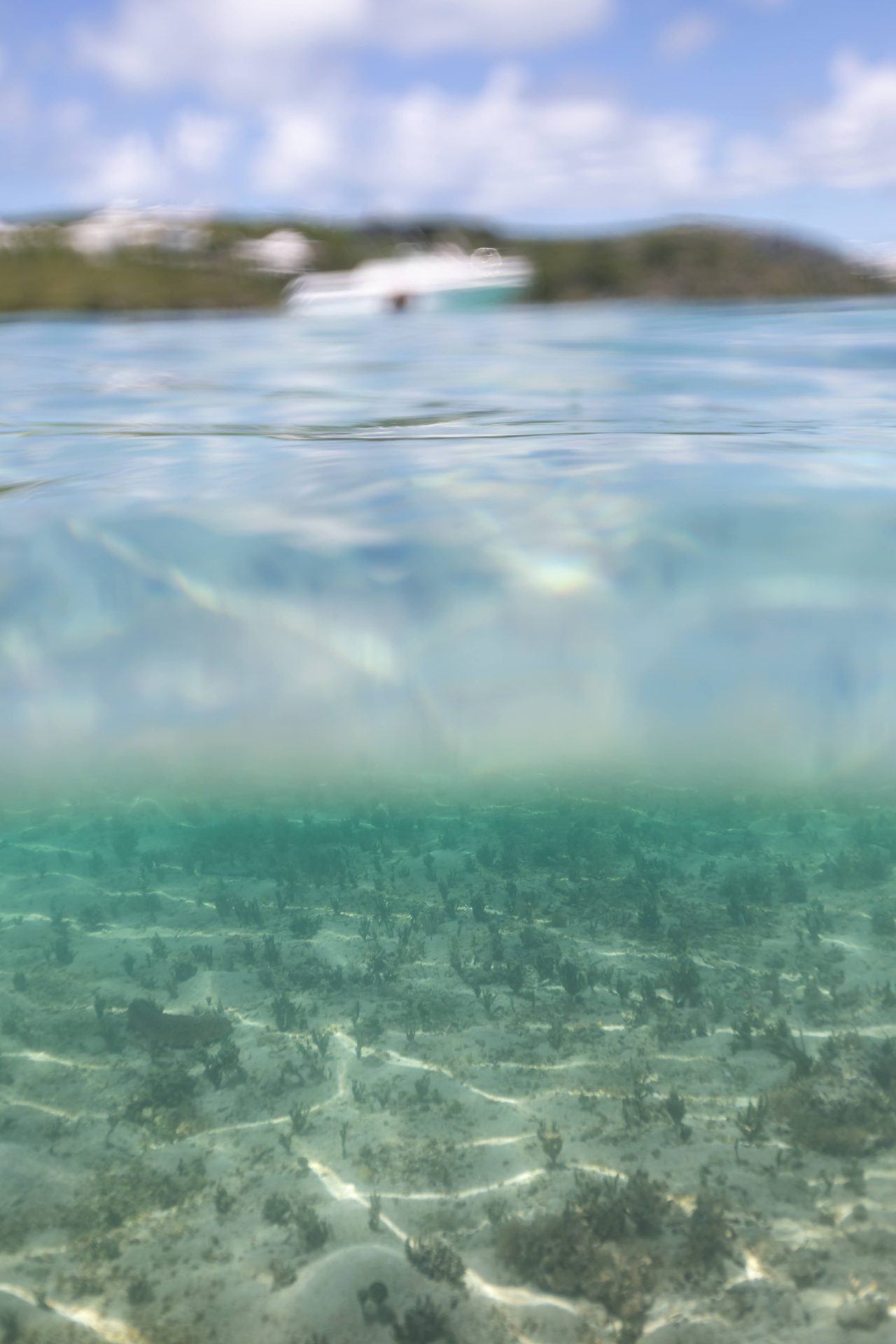 Rebalancing act - Oceanographic bermuda's seagrass