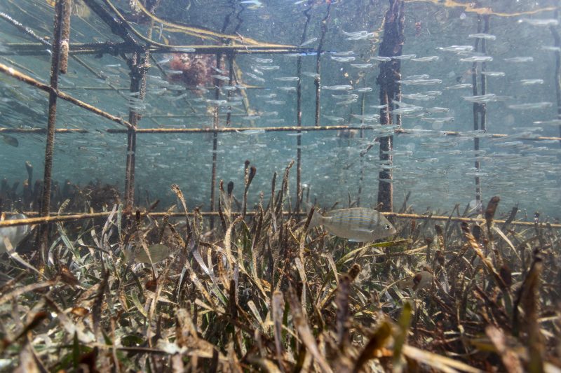 Rebalancing act - Oceanographic bermuda's seagrass