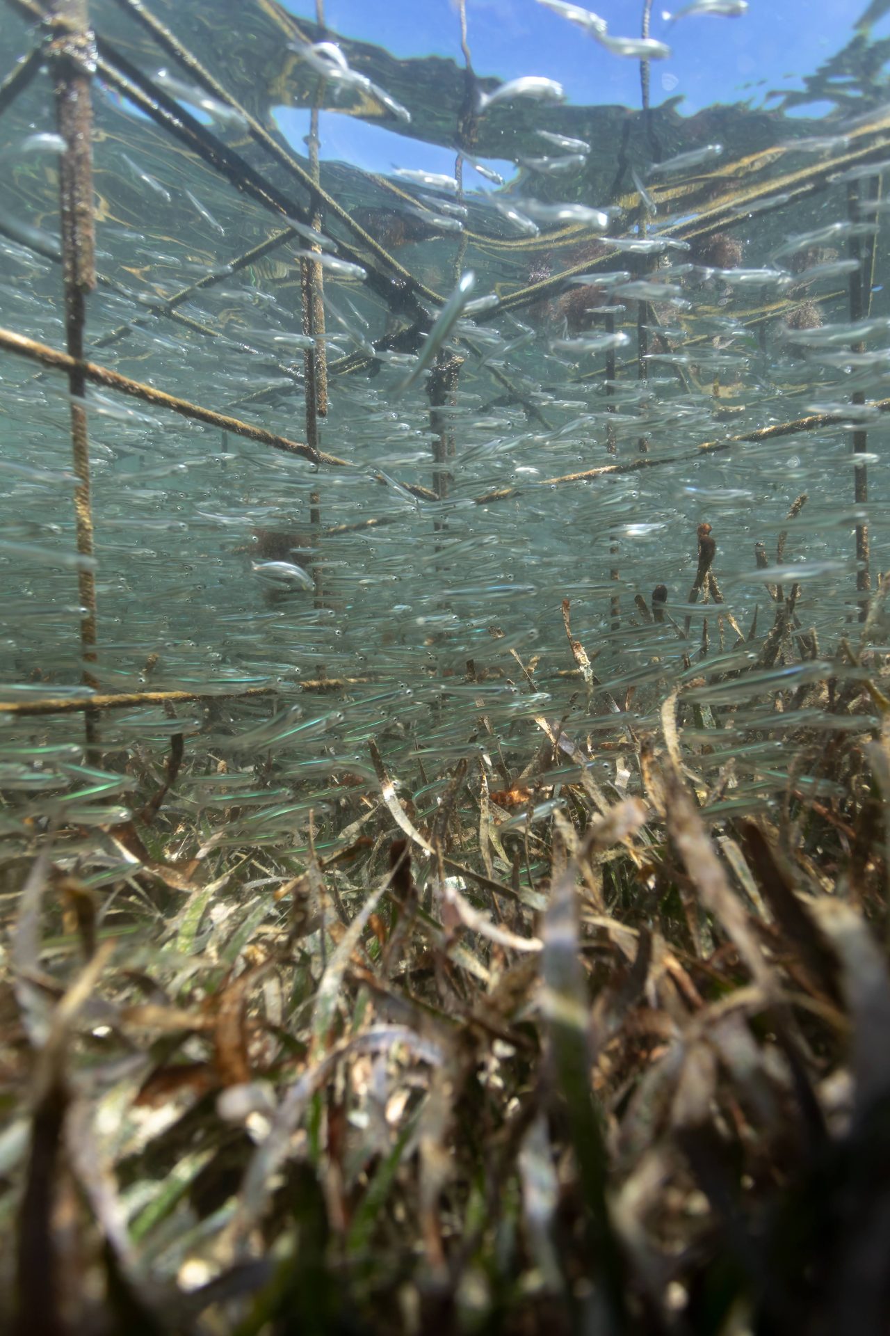 Rebalancing act - Oceanographic bermuda's seagrass