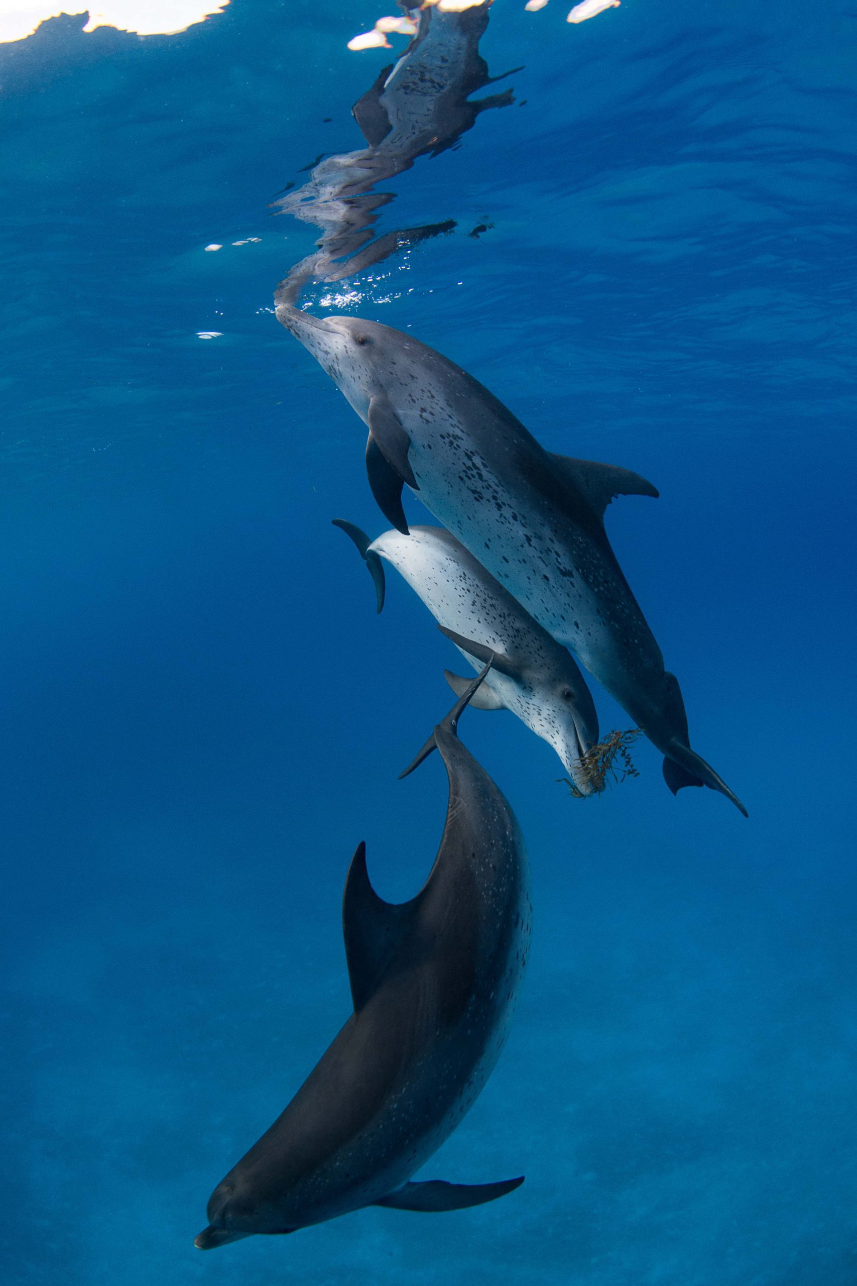 Playing with dolphins in the Bahamas - Oceanographic