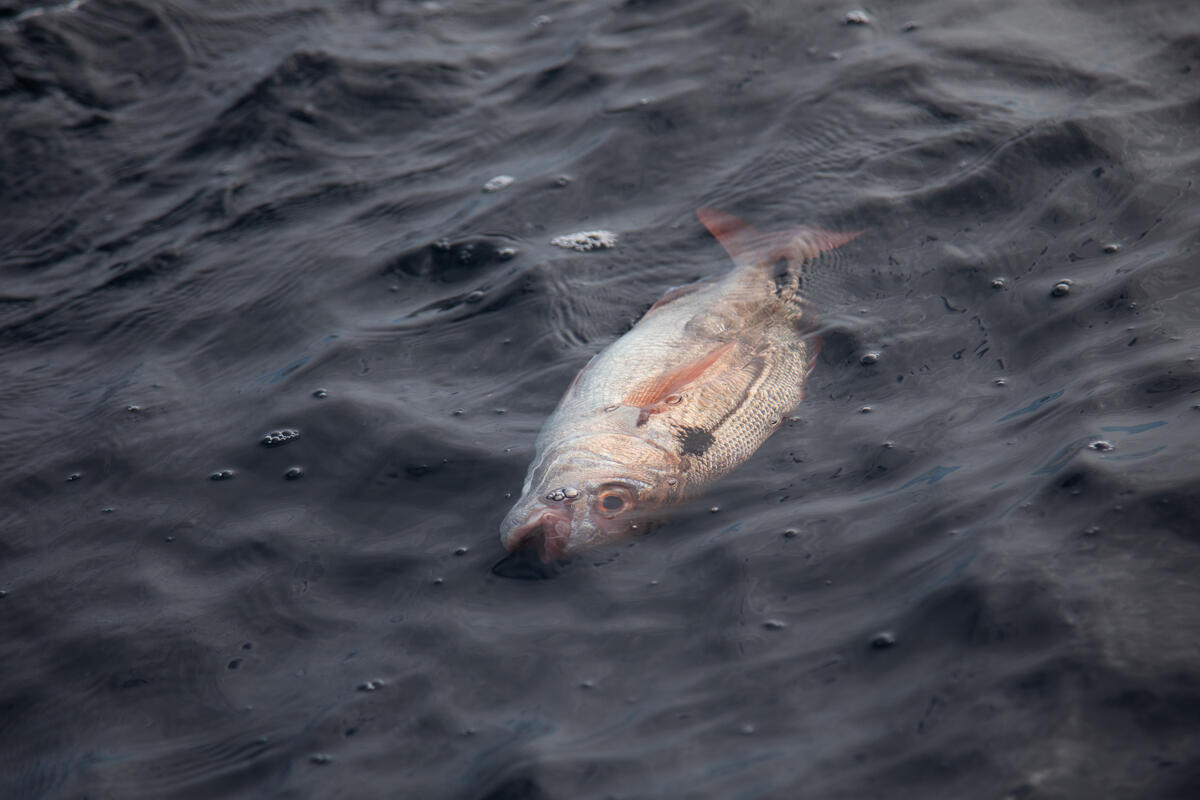Longlining and gillnetting off the UK’s South West coast - Oceanographic