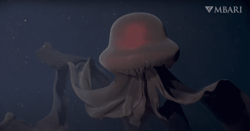 Rare footage of deep-sea creatures unveiled - Oceanographic