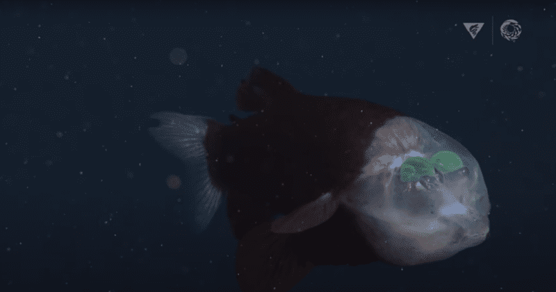 Rare footage of deep-sea creatures unveiled - Oceanographic