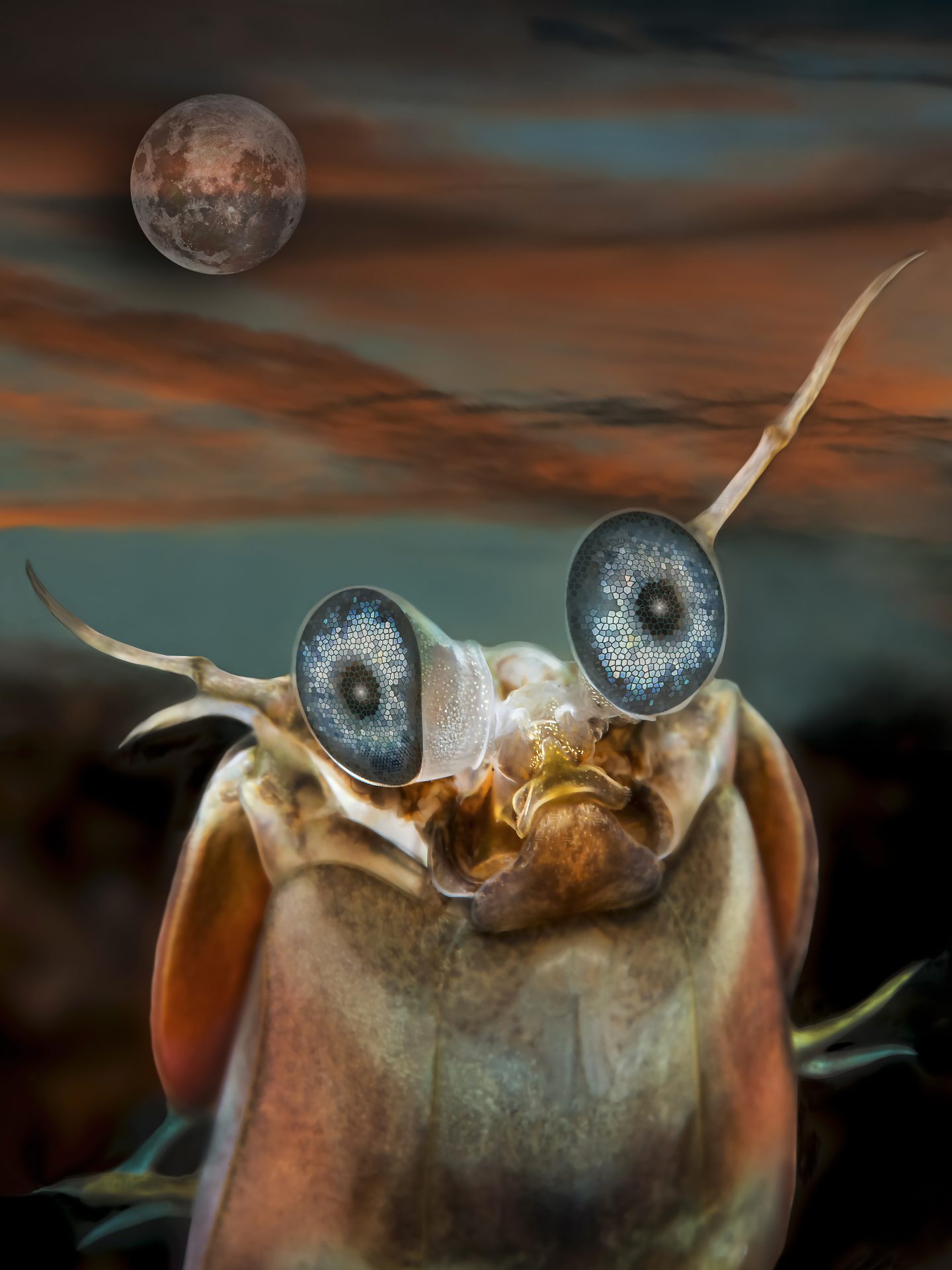 Fish art - Oceanographic