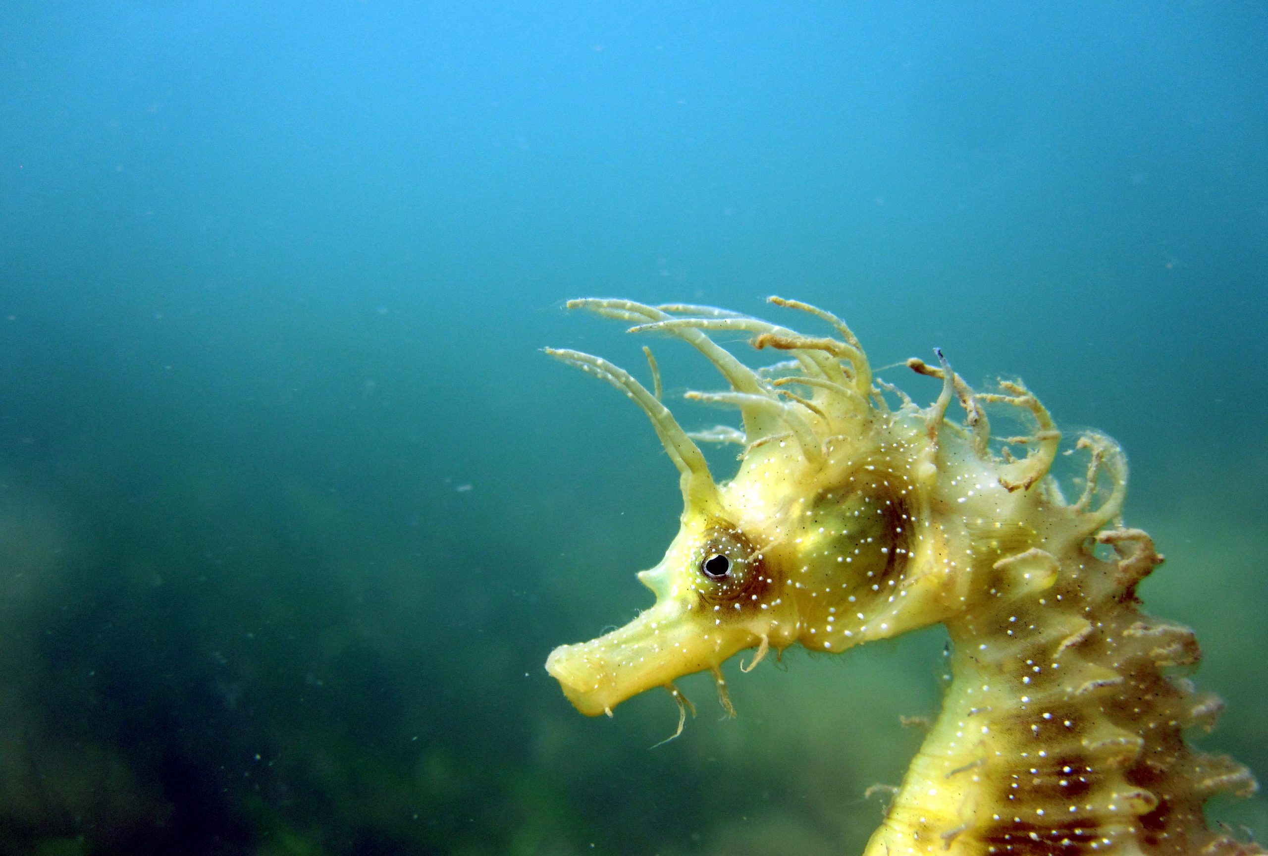 Safe haven: Protecting Devon's spiny seahorse - Oceanographic