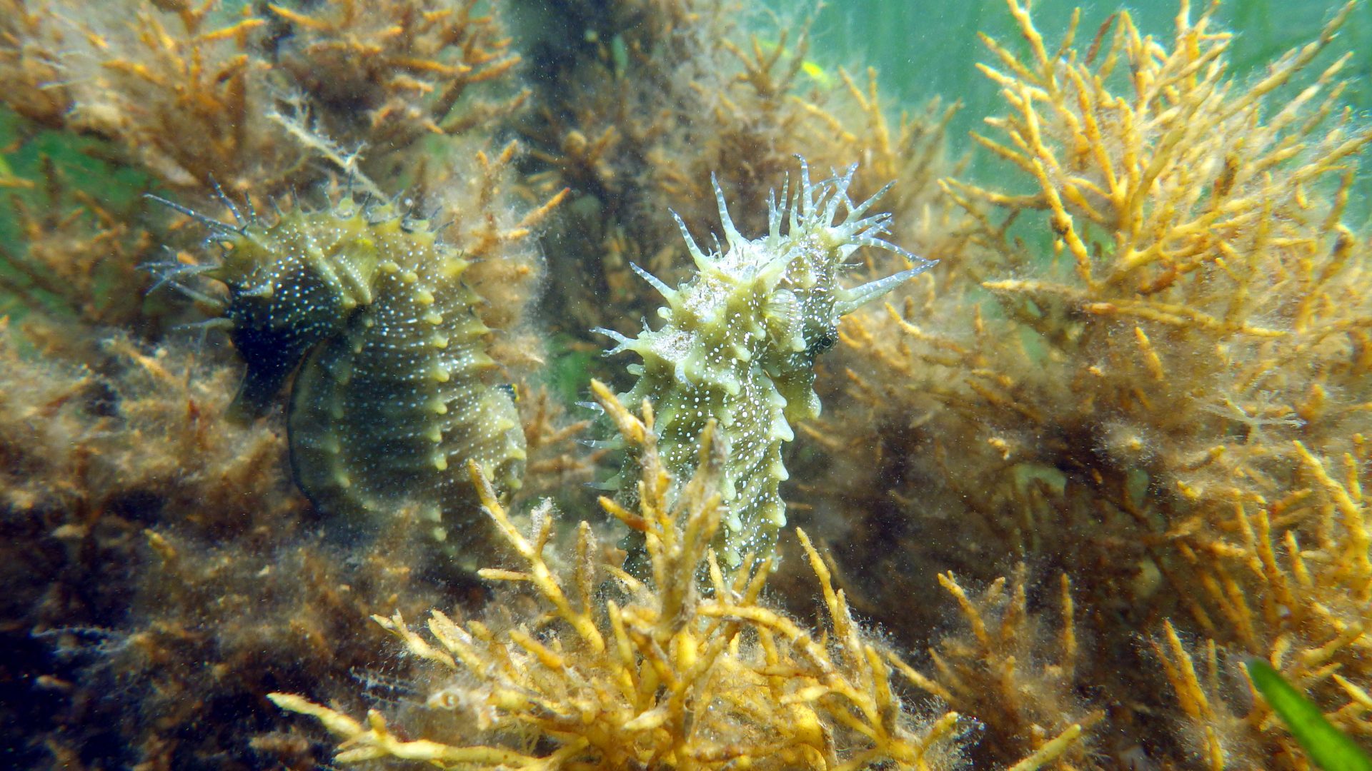 Safe haven: Protecting Devon's spiny seahorse - Oceanographic