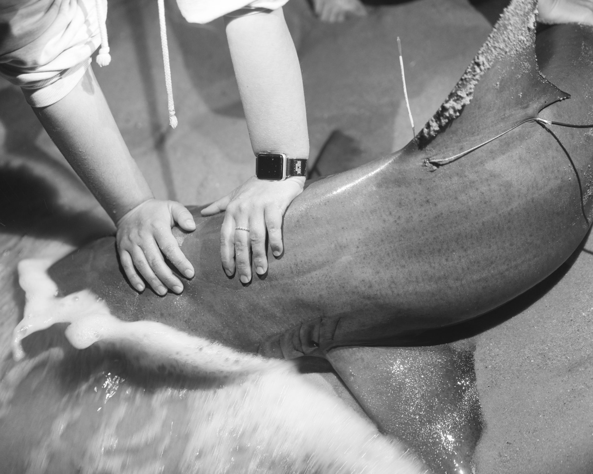 Shark tagging - Oceanographic
