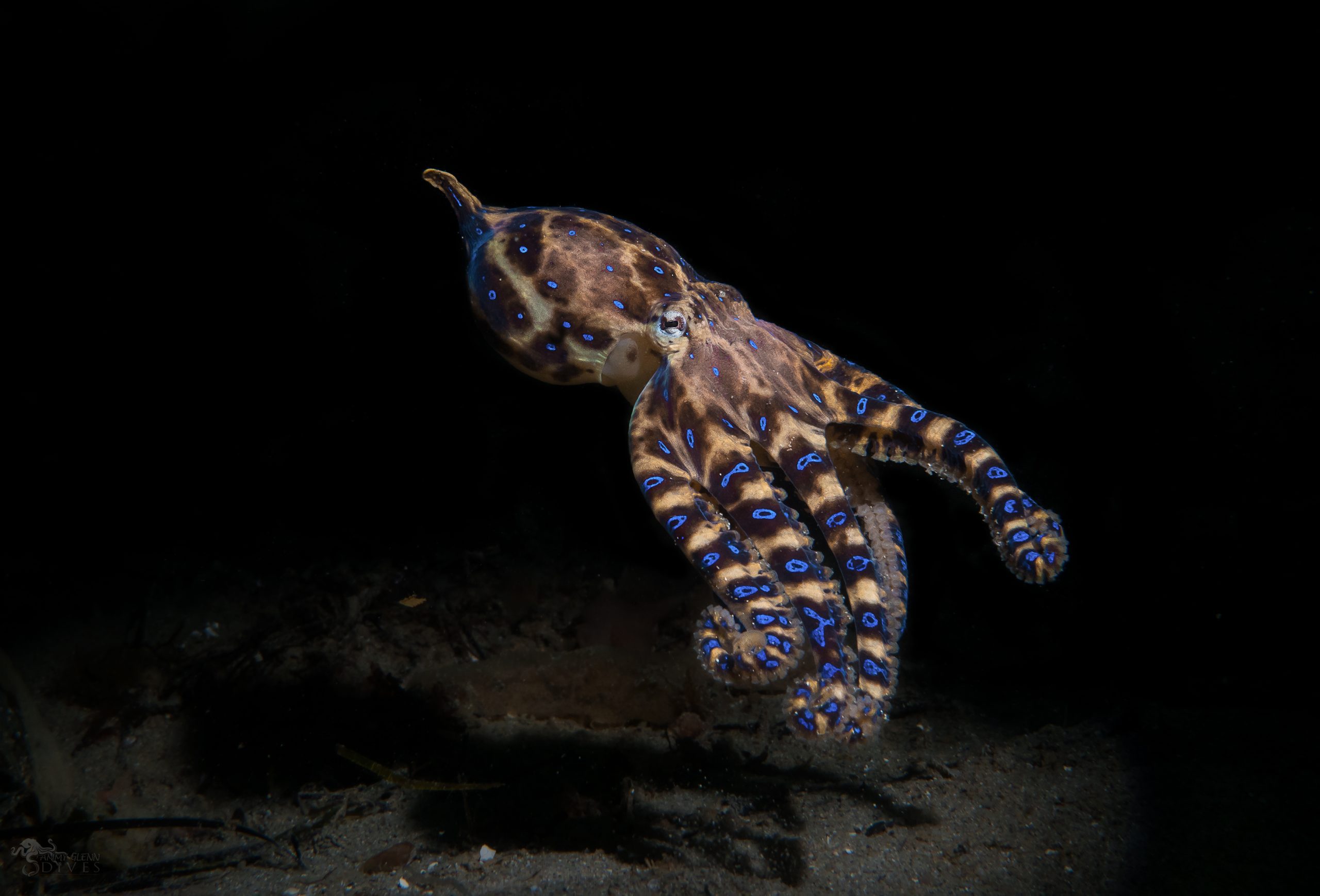 Photographing octopuses: Tips & techniques - Oceanographic
