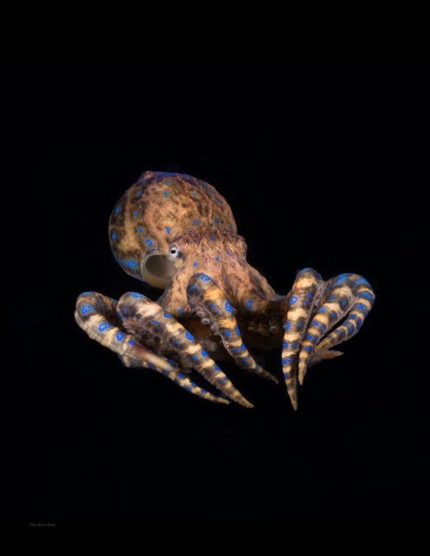 Photographing octopuses: Tips & techniques - Oceanographic