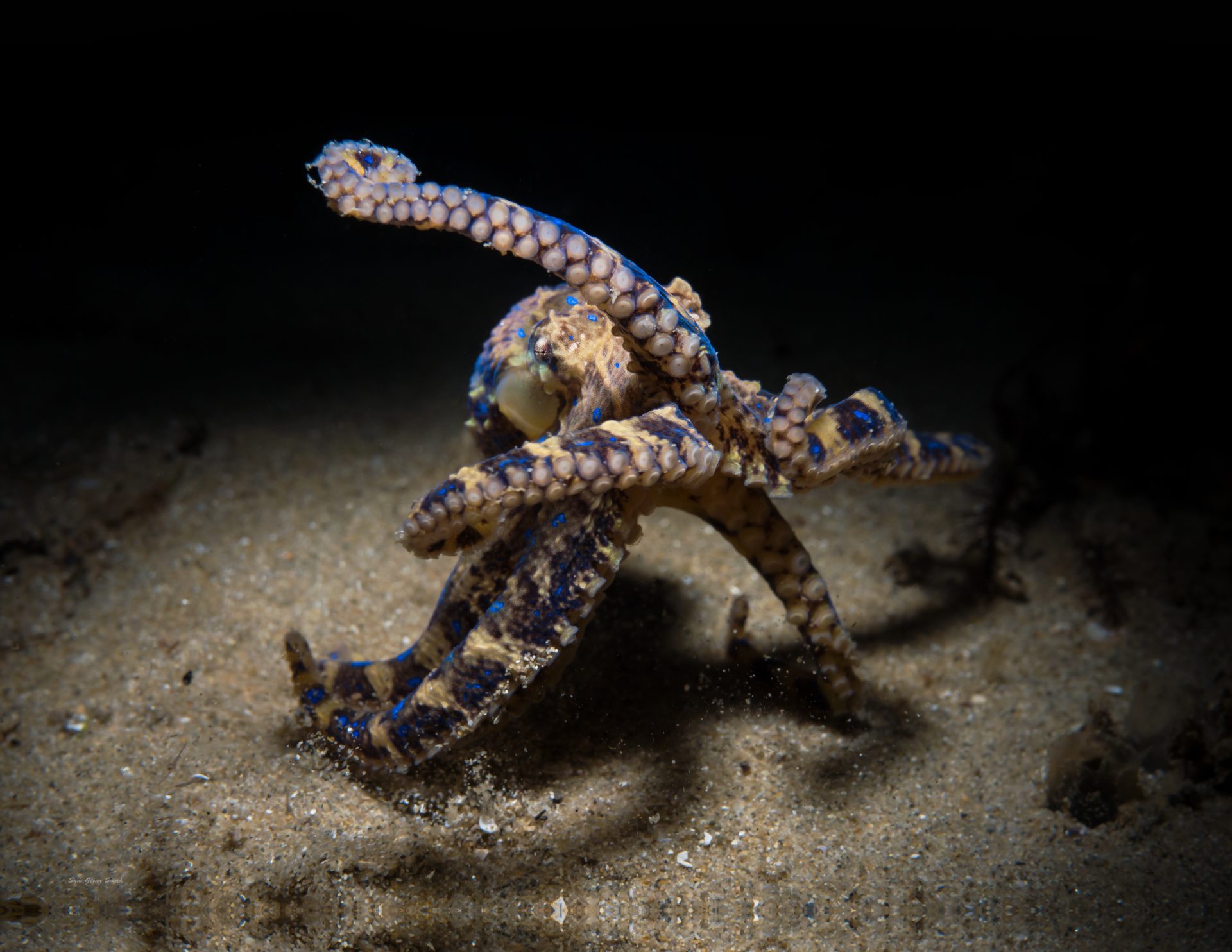 Photographing octopuses: Tips & techniques - Oceanographic