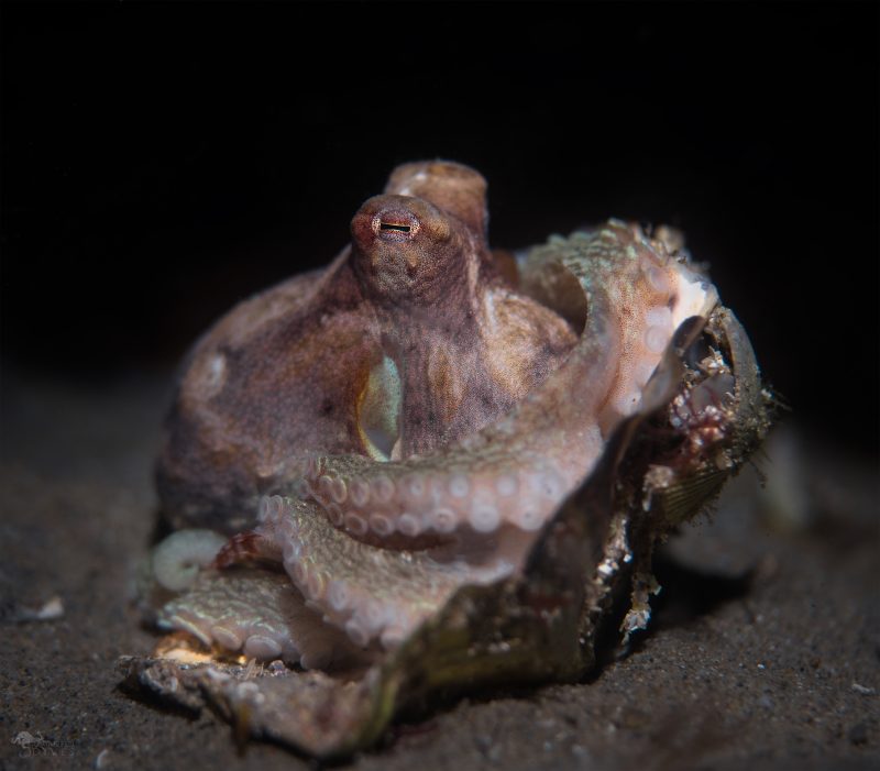 Photographing octopuses: Tips & techniques - Oceanographic