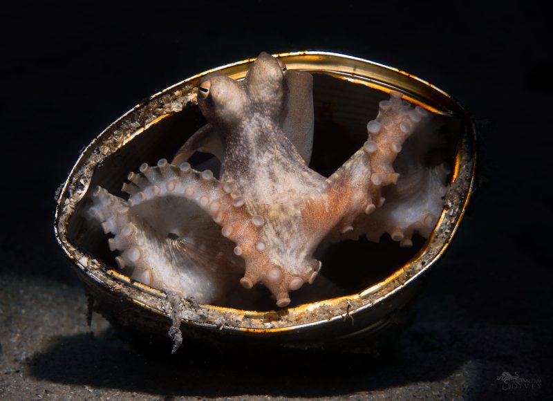 Photographing octopuses: Tips & techniques - Oceanographic