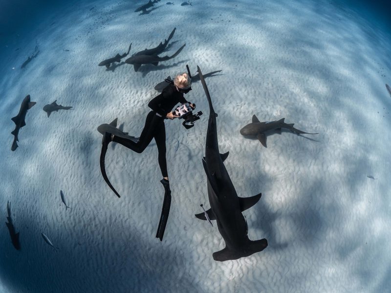 Diving with great hammerhead sharks - Oceanographic