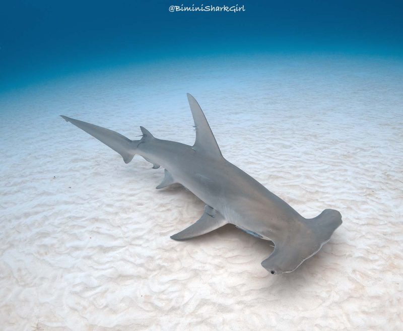 Diving with great hammerhead sharks - Oceanographic