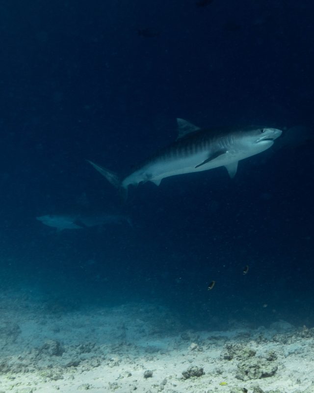 Study: Climate change alters tiger shark migration routes - Oceanographic