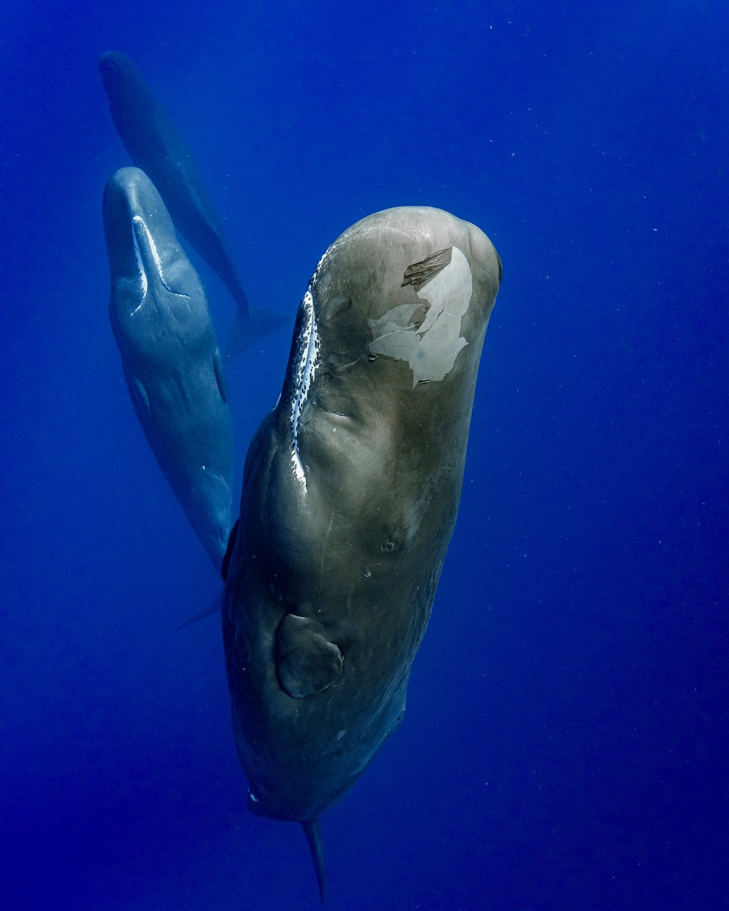 Gentle giant gathering: Swimming with whales - Oceanographic