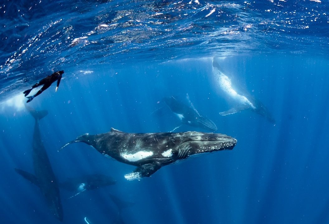 Gentle giant gathering: Swimming with whales - Oceanographic