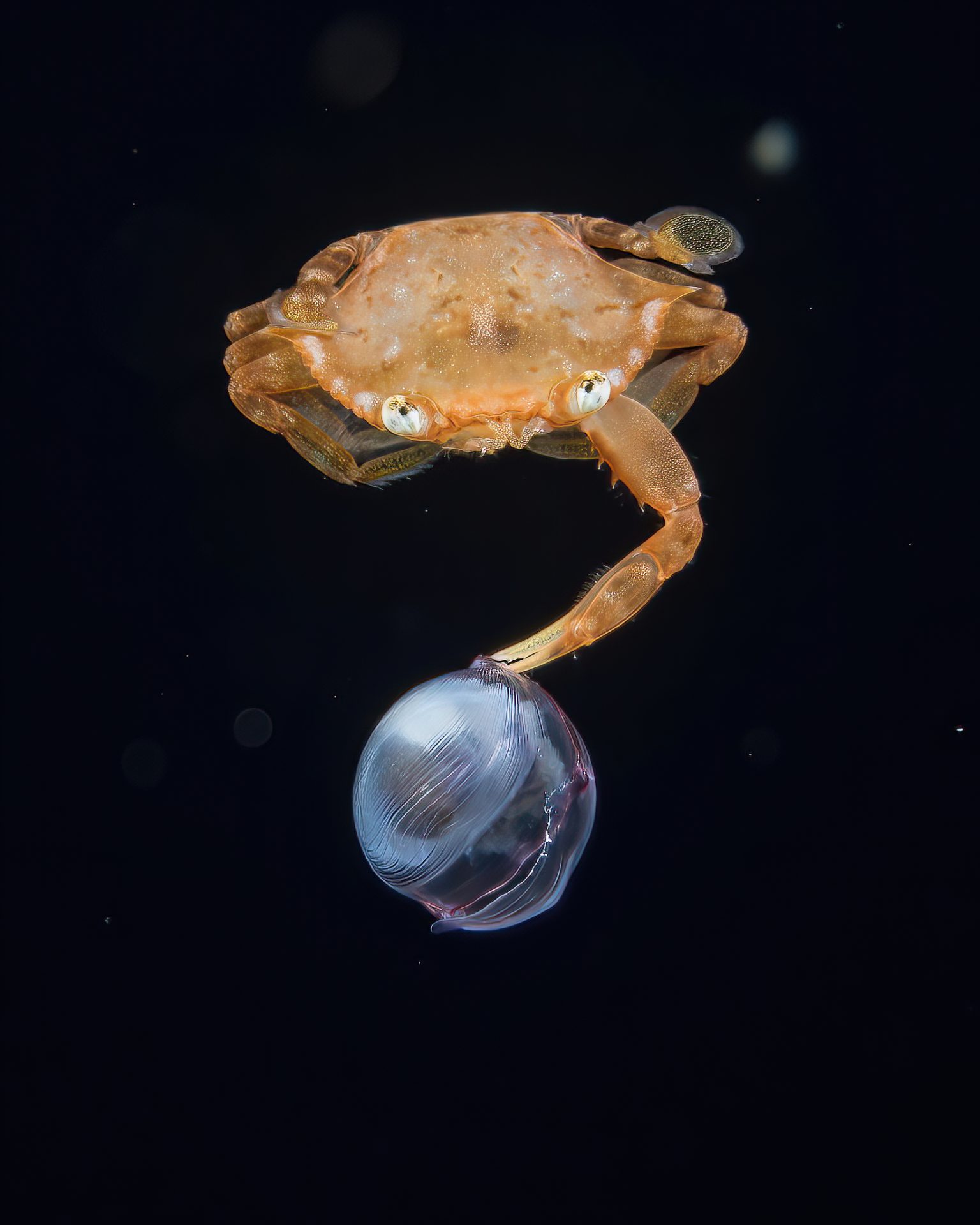 Blackwater diving: An interview with Robert Stansfield - Oceanographic