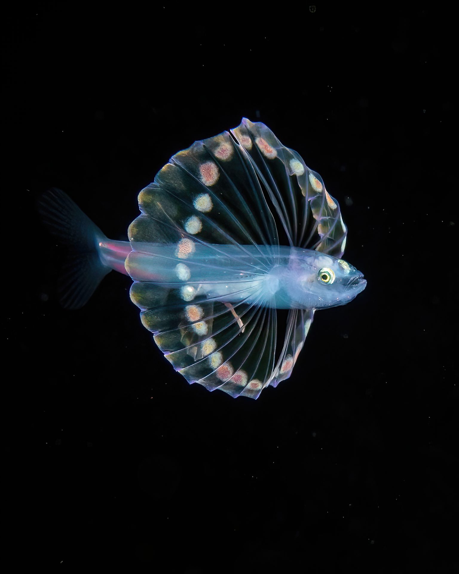 Blackwater diving: An interview with Robert Stansfield - Oceanographic