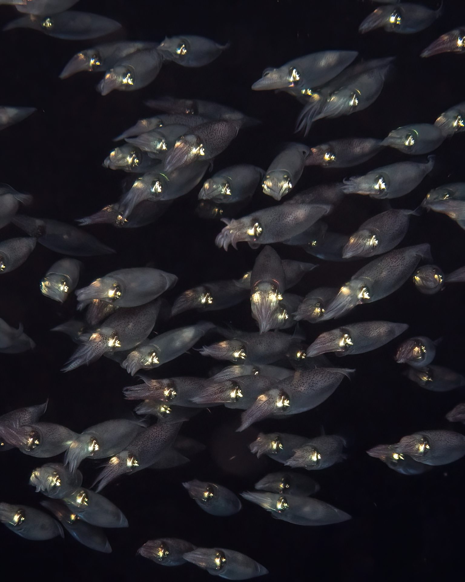 Blackwater diving: An interview with Robert Stansfield - Oceanographic