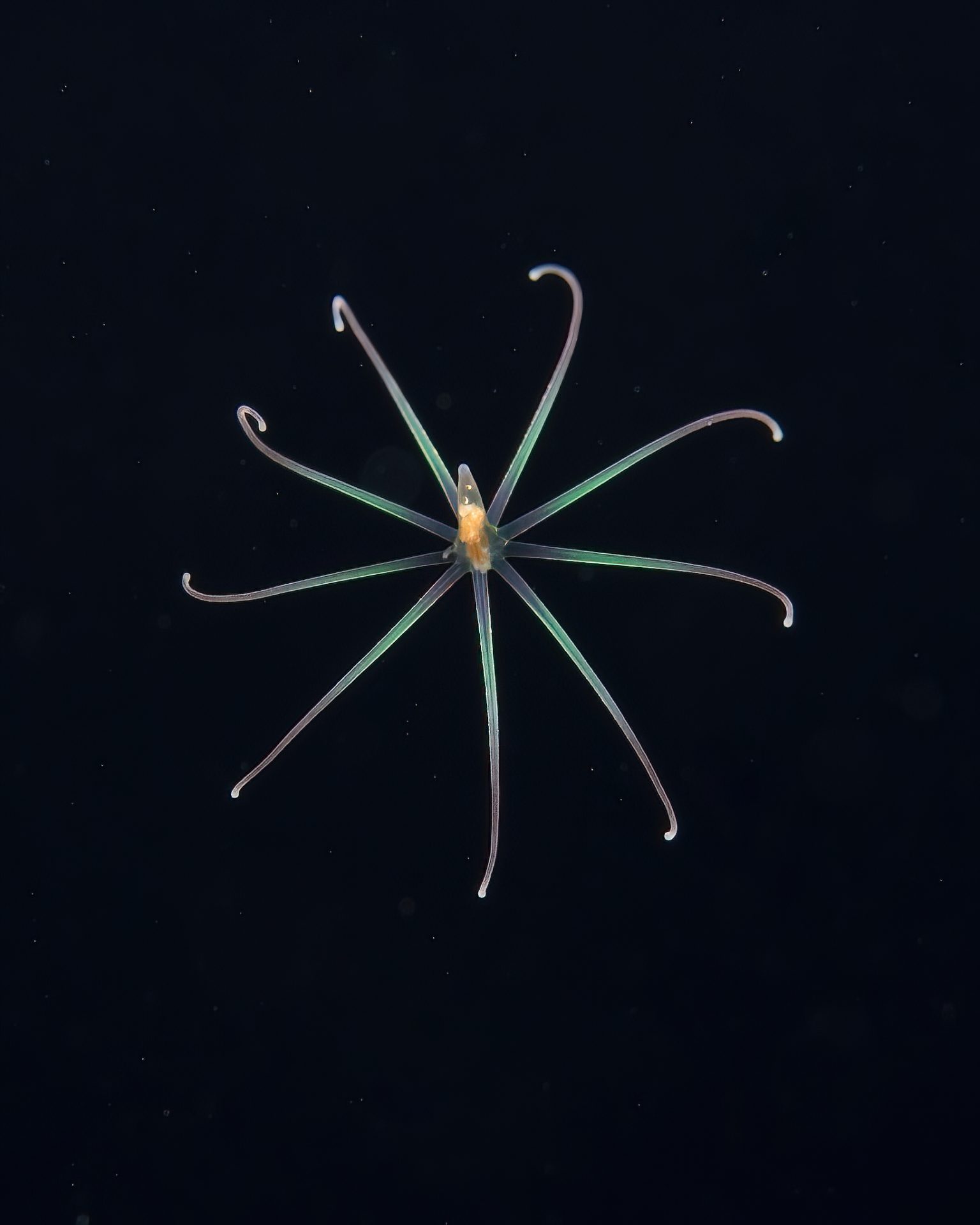 Blackwater diving: An interview with Robert Stansfield - Oceanographic