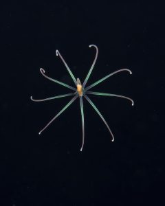 Blackwater diving: An interview with Robert Stansfield - Oceanographic