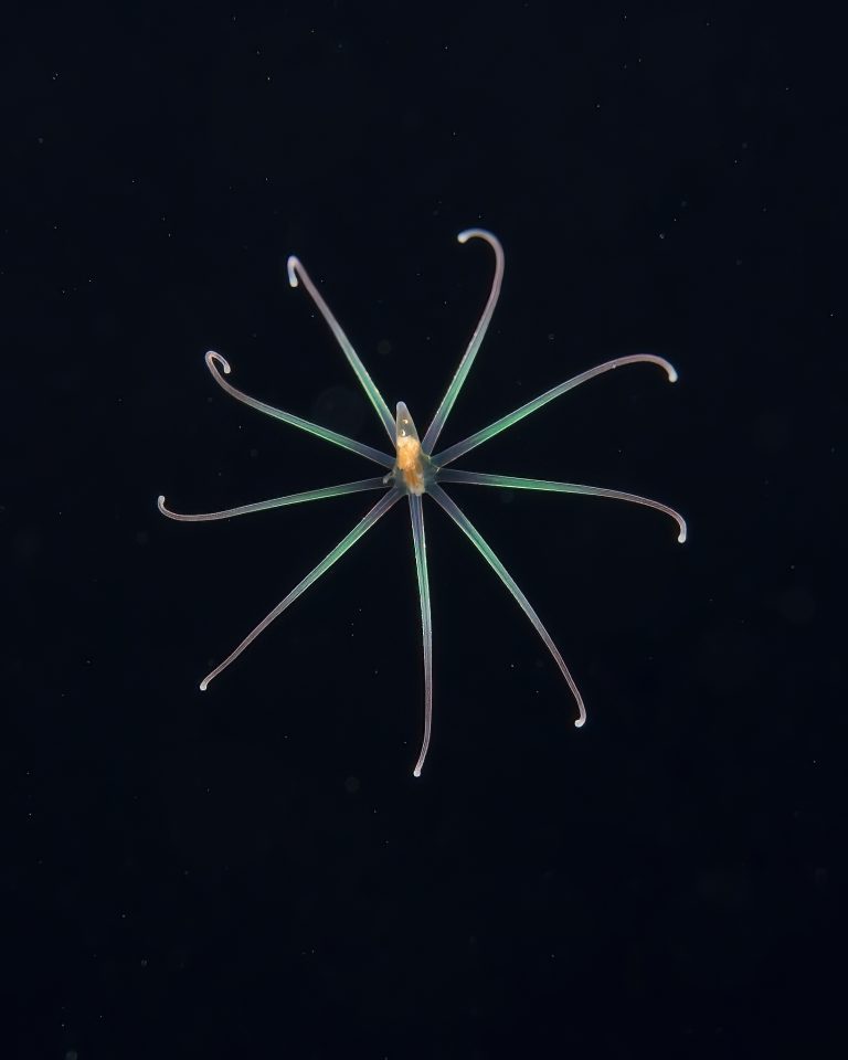 Blackwater diving: An interview with Robert Stansfield - Oceanographic