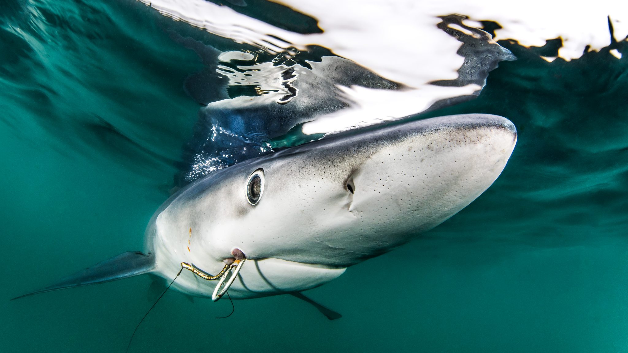 2020 CPoY finalist, Ron Watkins - Oceanographic