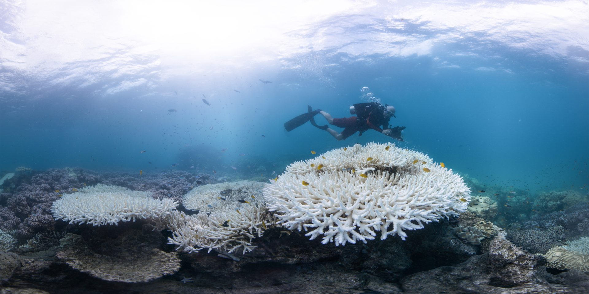Sixth mass coral bleaching event confirmed on Great Barrier Reef ...