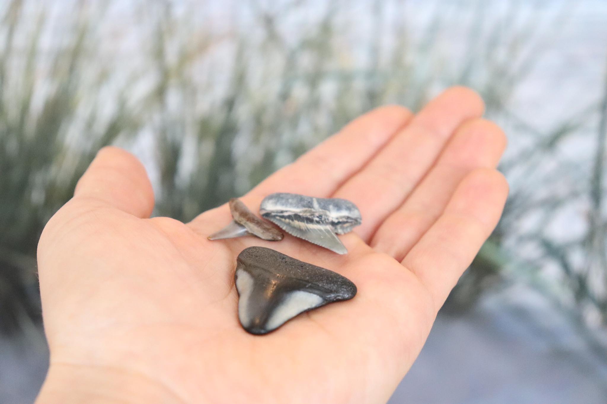 Treasure hunt in the world's fossilised shark teeth capital - Oceanographic