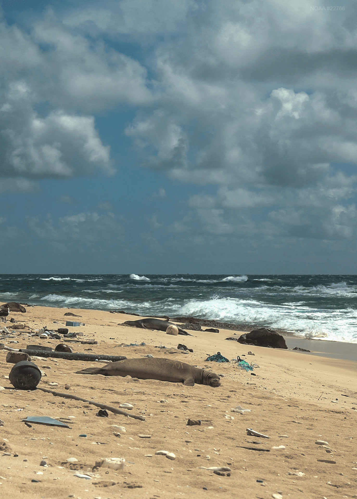 Saving Hawaiian monk seals through collaboration - Oceanographic