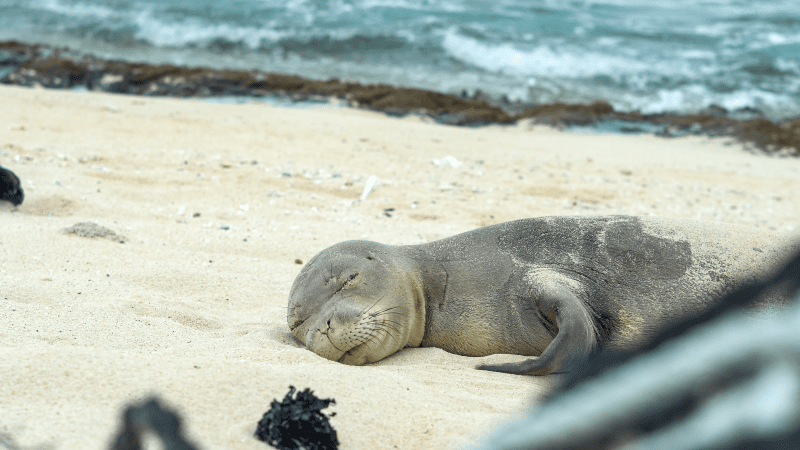 Saving Hawaiian monk seals through collaboration - Oceanographic