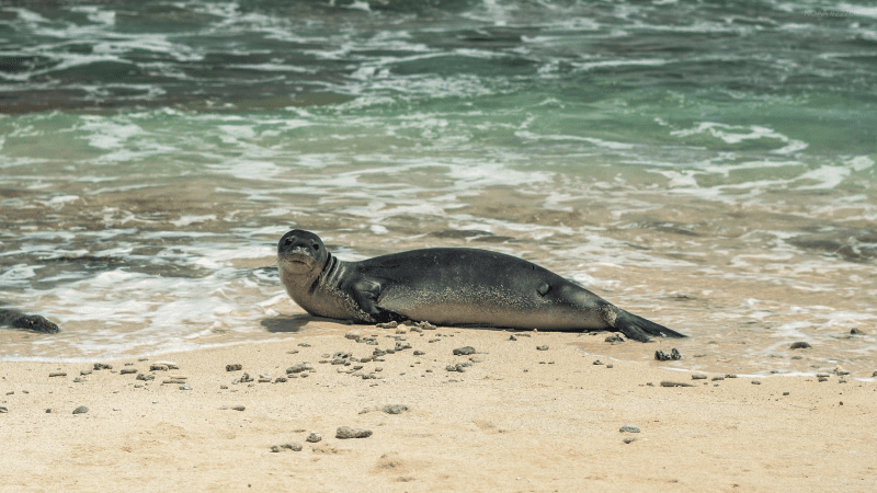 Saving Hawaiian monk seals through collaboration - Oceanographic
