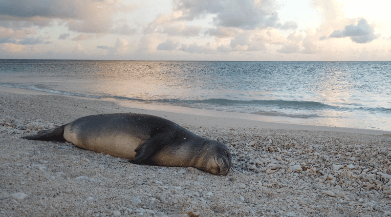 Saving Hawaiian monk seals through collaboration - Oceanographic