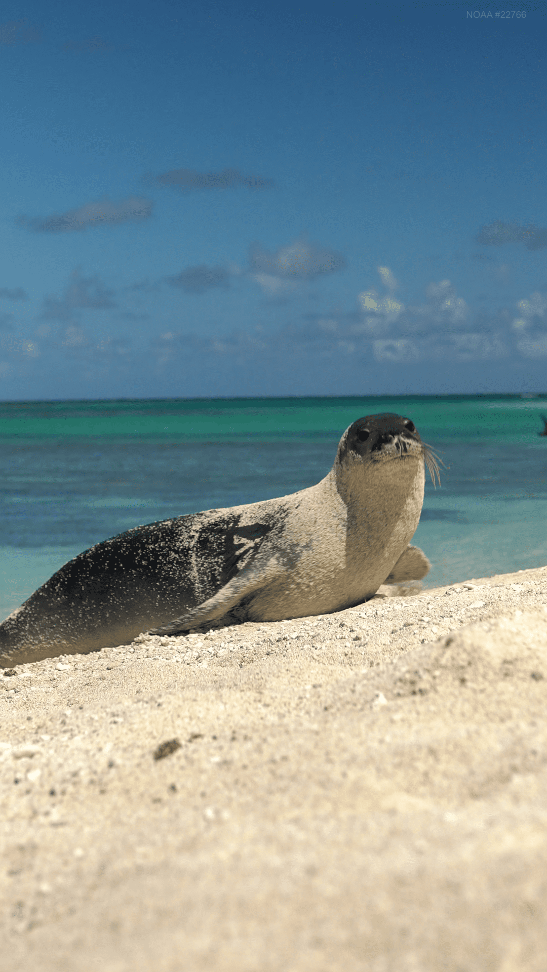 Saving Hawaiian monk seals through collaboration - Oceanographic