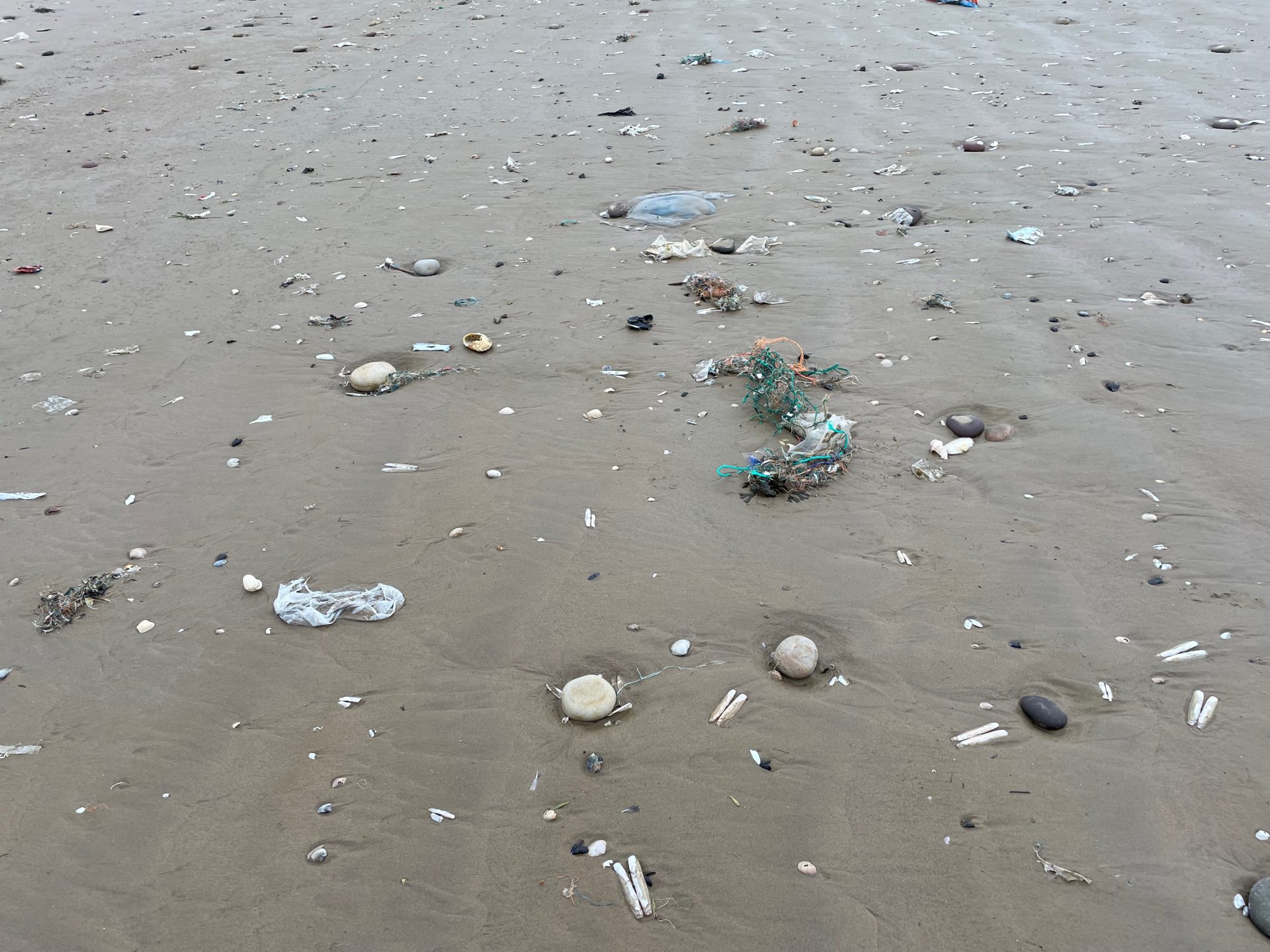 Ocean microplastics harbour parasites, study finds - Oceanographic