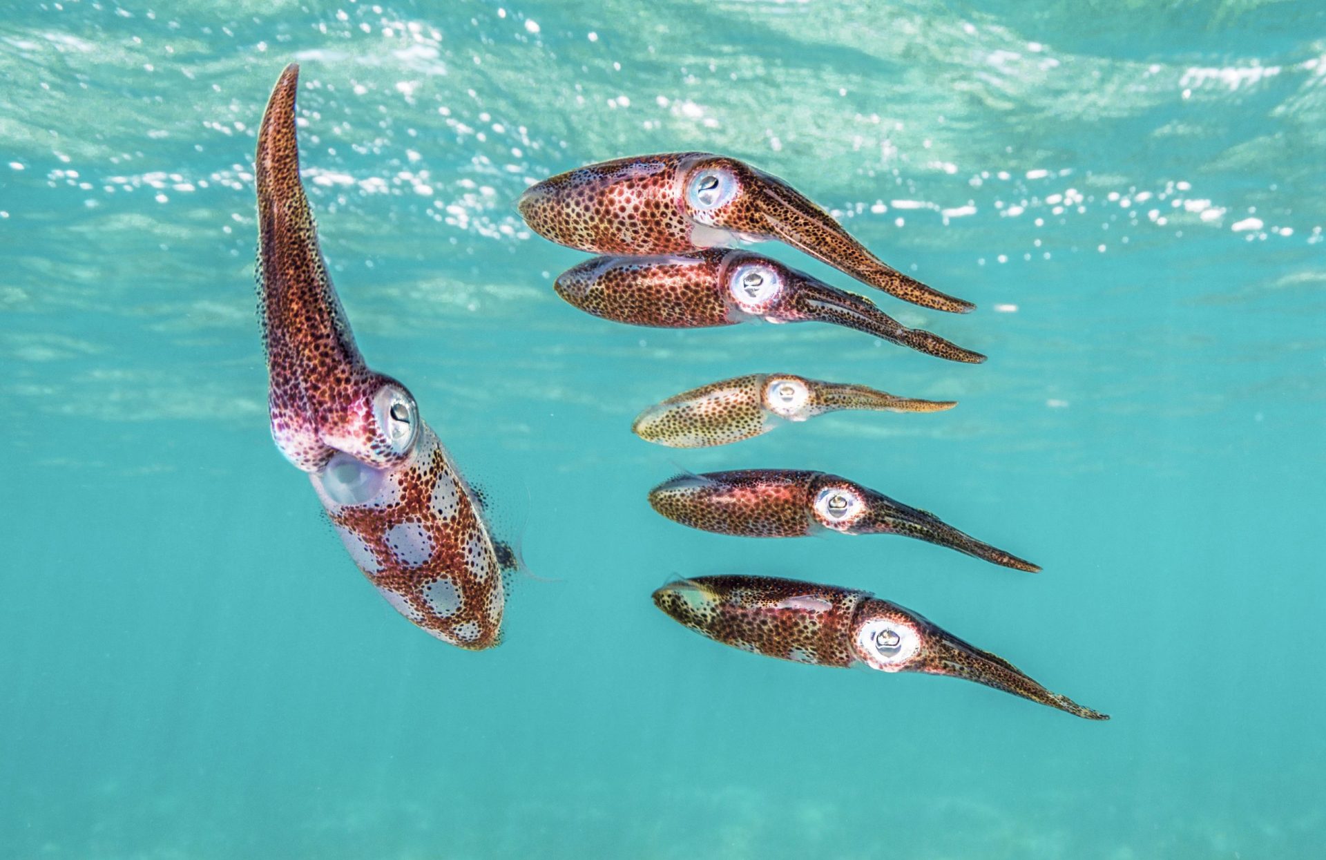 2020 Collective Portfolio Award, third place, Shane Gross - Oceanographic