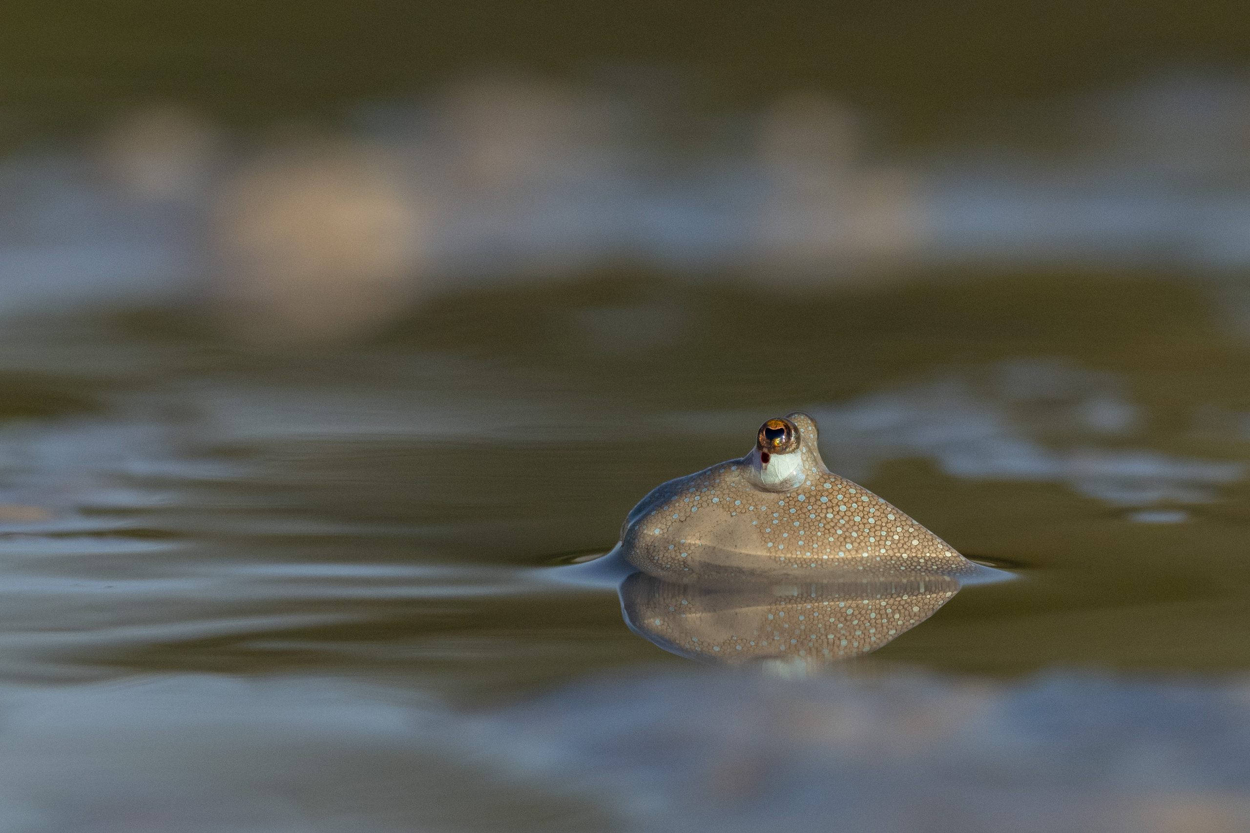 Life in the mud: Meet Australia's mudskipper - Oceanographic