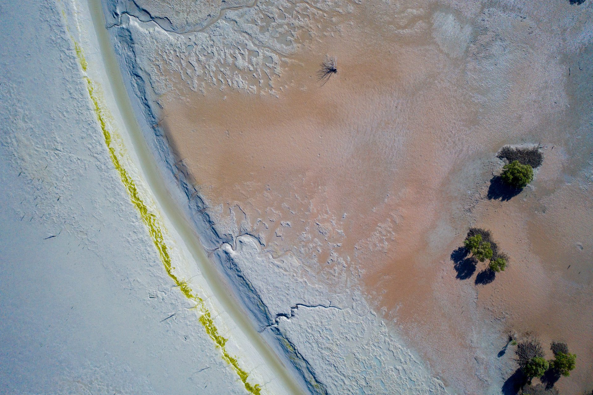 Life in the mud: Meet Australia's mudskipper - Oceanographic